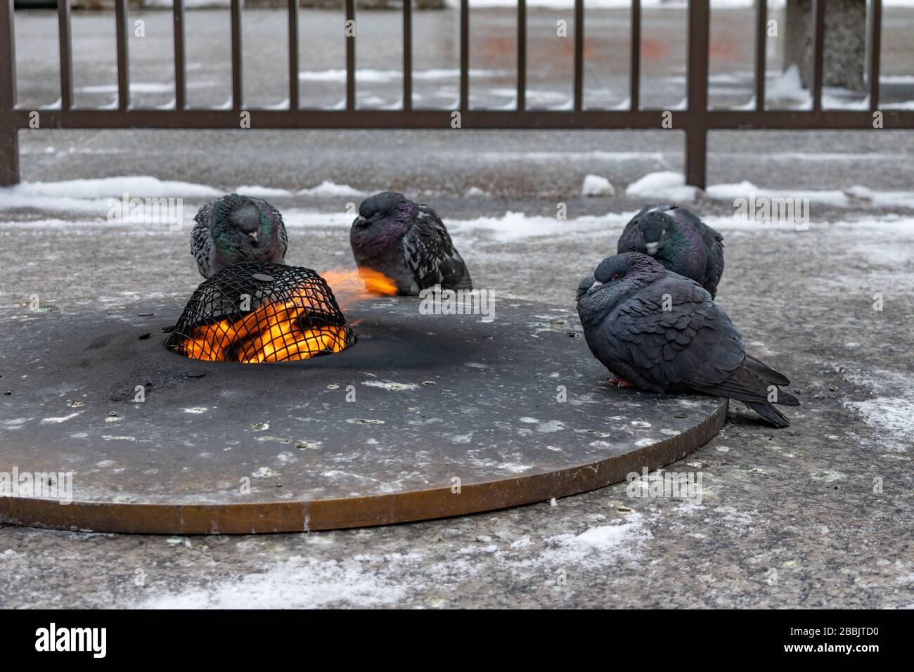 Birds winter huddle hi-res stock photography and images - Alamy