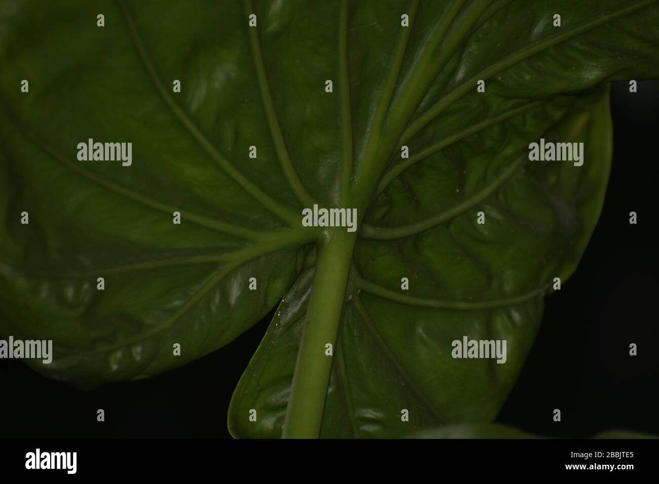 Plant overhang hi-res stock photography and images - Alamy