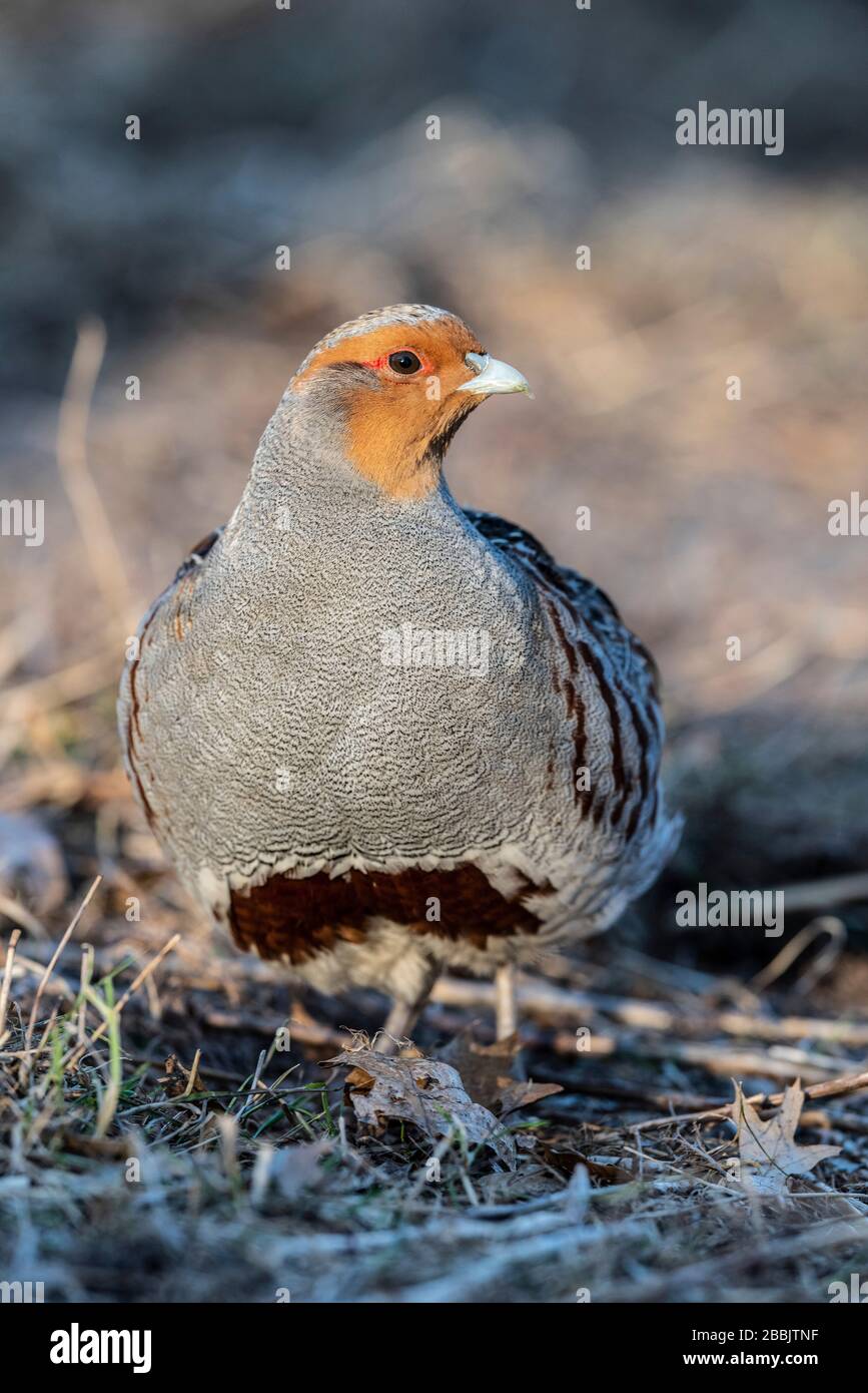 Hungarian Grey Partridge in a corn field in North Dakota Stock Photo ...