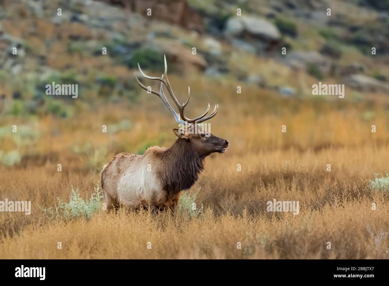 Mature bull Elk, Cervus elaphus, with alternative names of Wapiti ...
