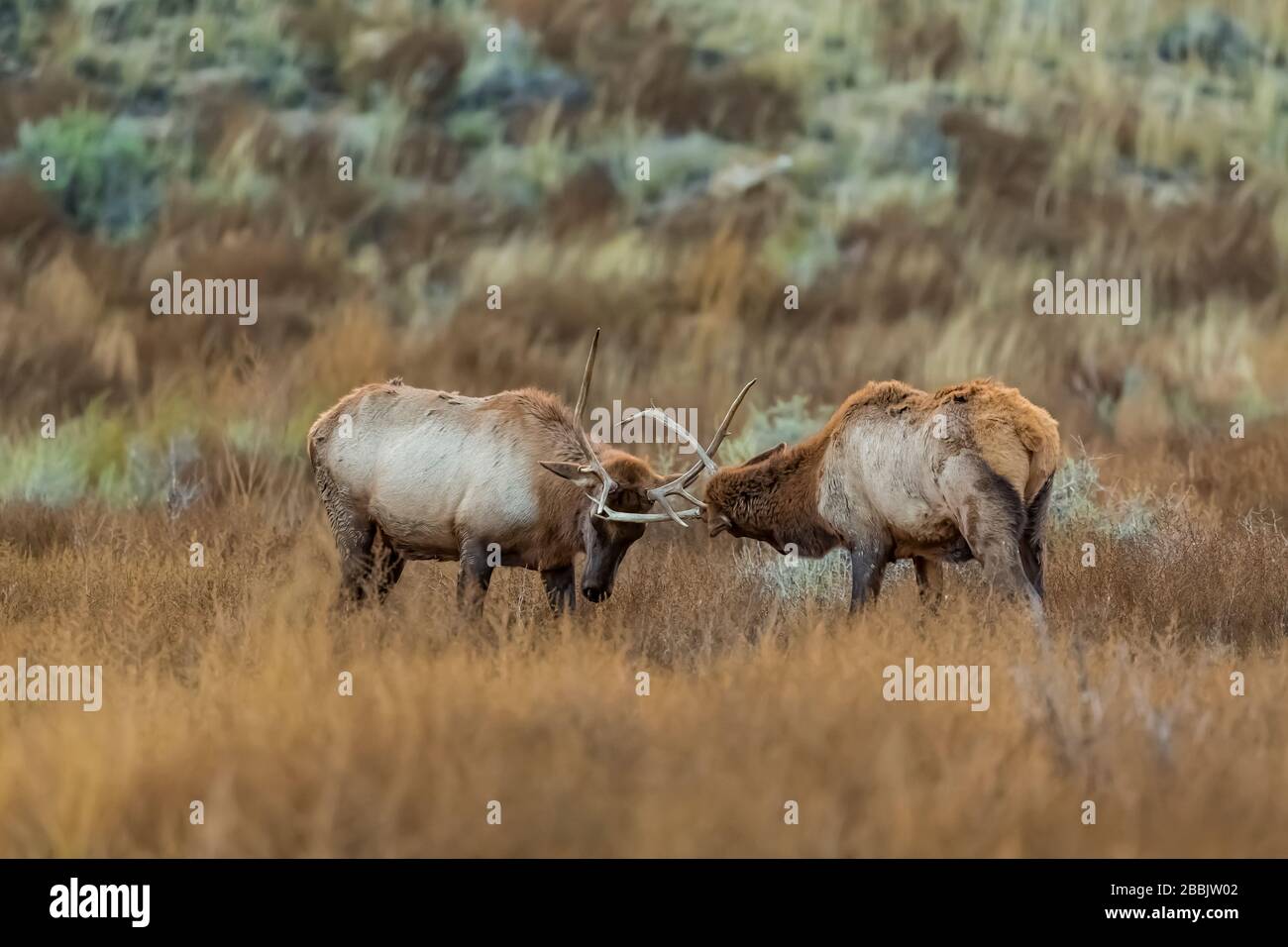 Bull elk fight hi-res stock photography and images - Alamy
