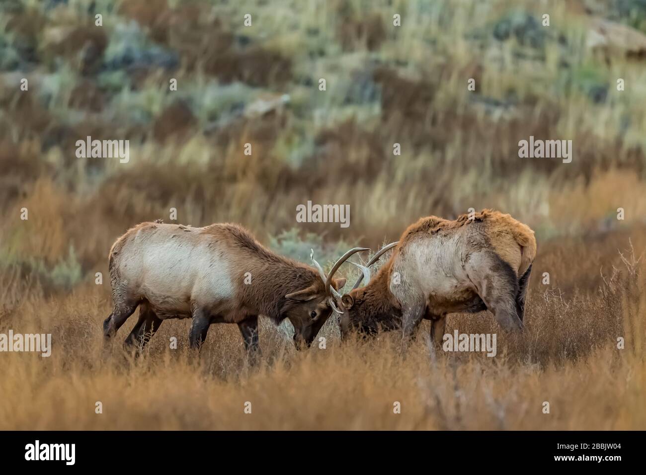 Bull elk fight hi-res stock photography and images - Alamy