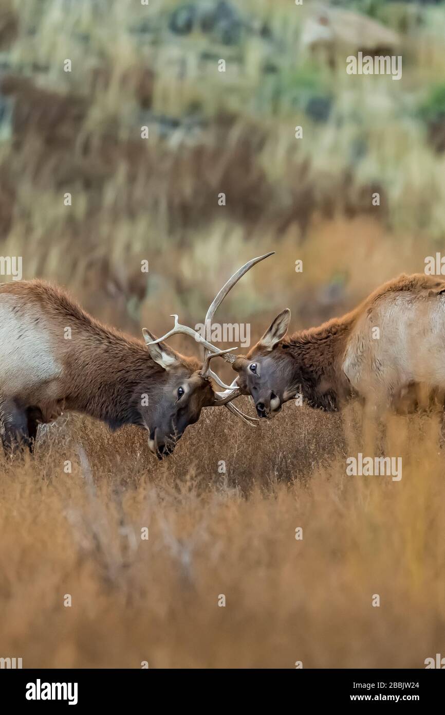 Bull elk fight hi-res stock photography and images - Alamy