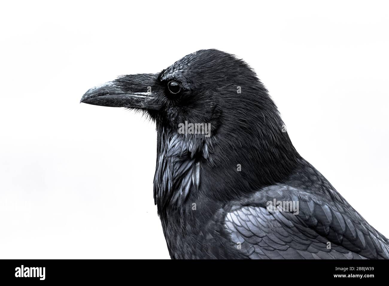 Common Raven, Corvus corax, foraging near Pueblo Bonito in Chaco ...