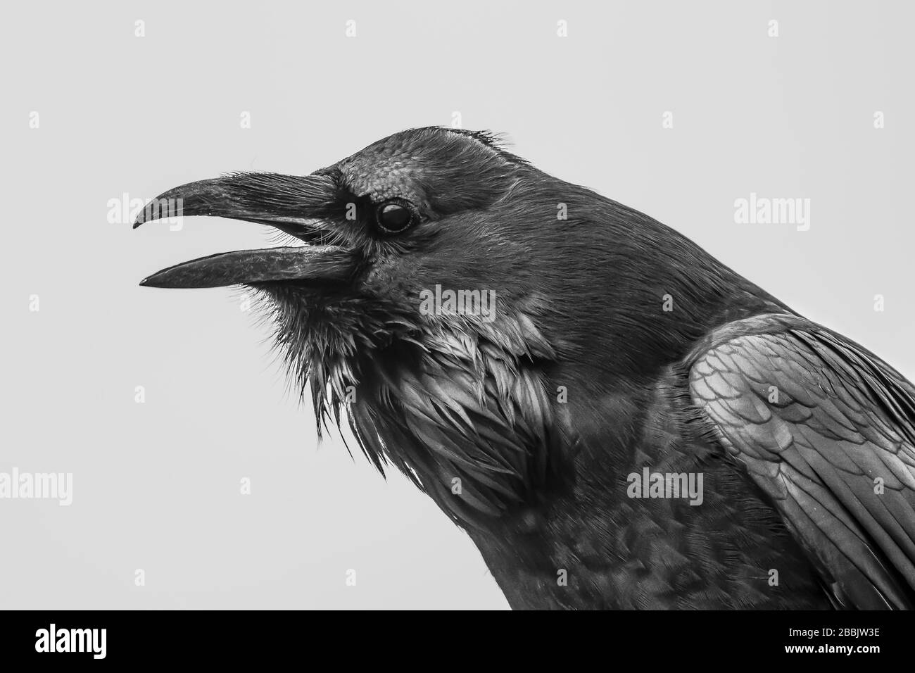 Historical intelligent Black and White Stock Photos & Images - Alamy