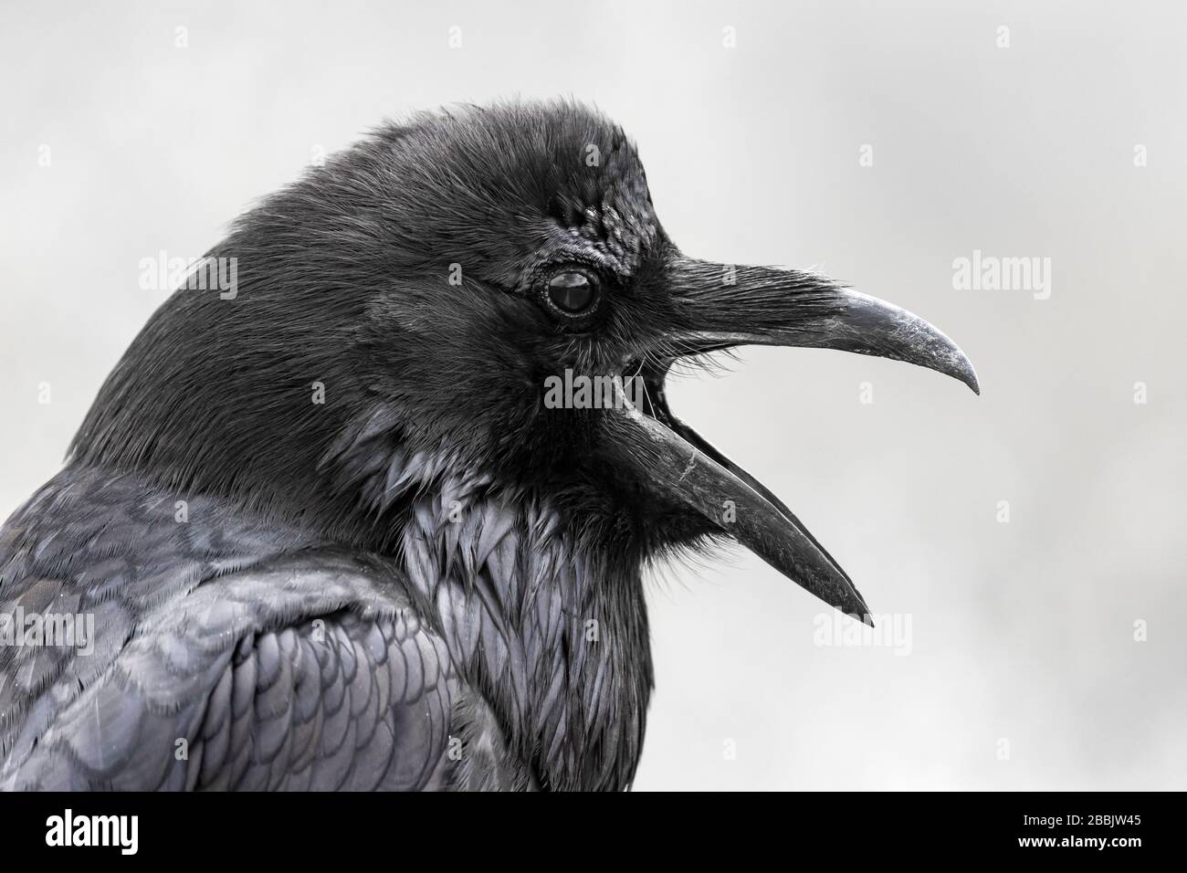 Common Raven, Corvus corax, calling while foraging near Pueblo Bonito ...