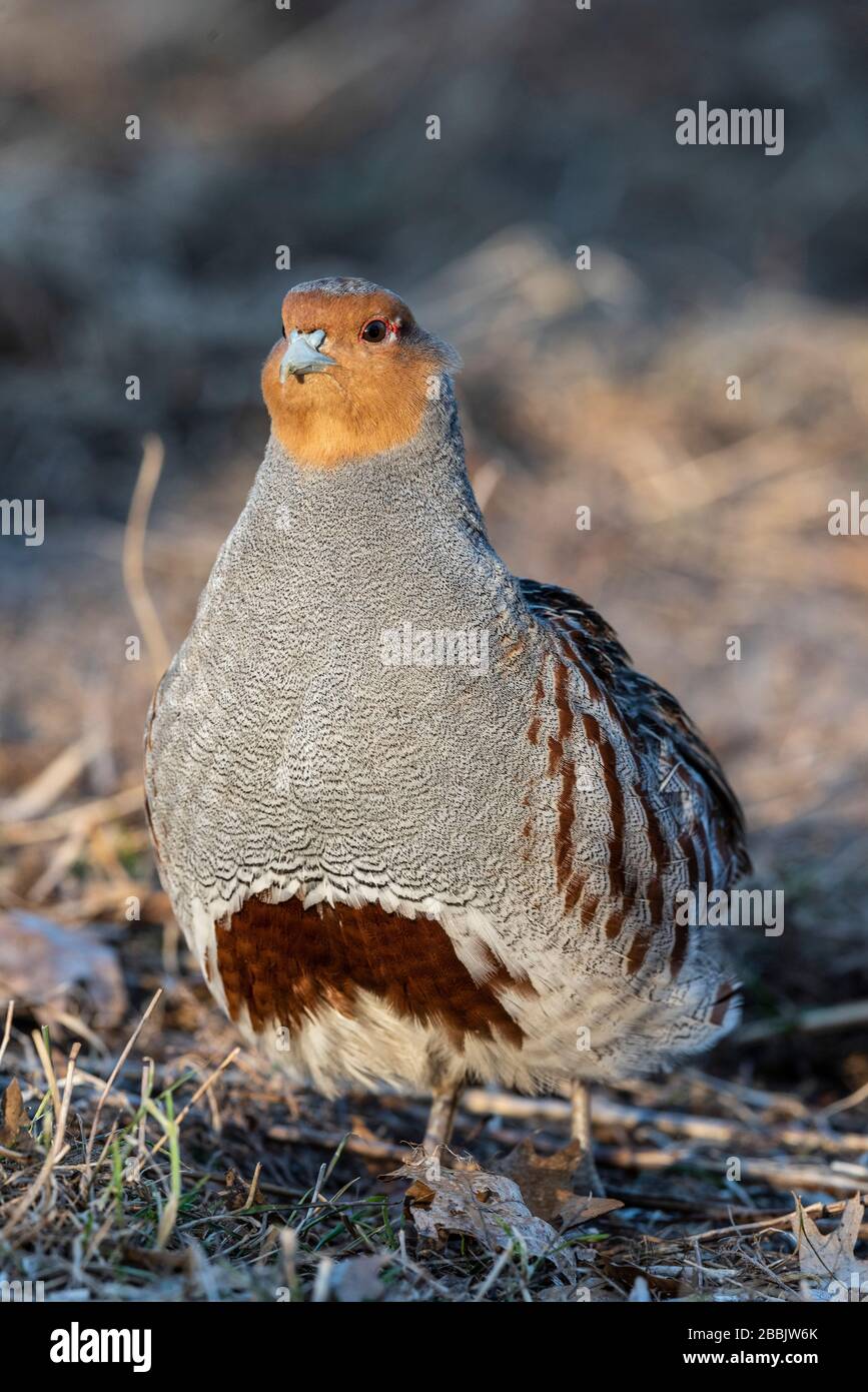 Hungarian Grey Partridge in a corn field in North Dakota Stock Photo ...