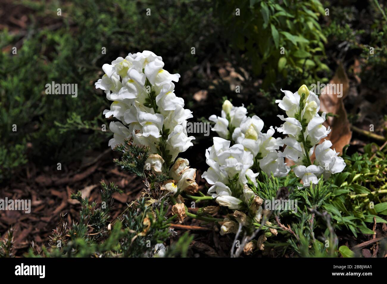 White snapdragons in the garden Stock Photo - Alamy