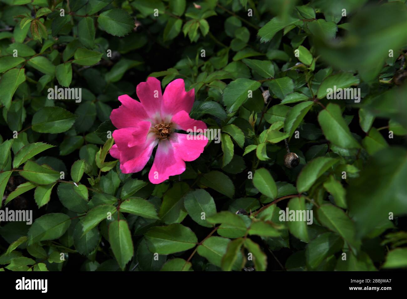 Lone flower hi-res stock photography and images - Alamy