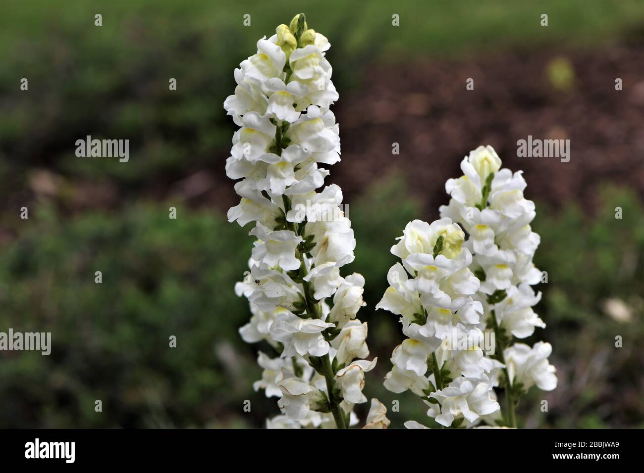 White snapdragons in the garden Stock Photo - Alamy