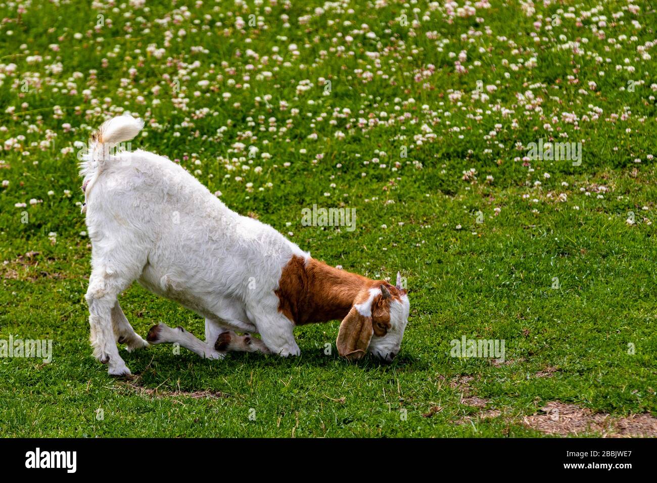 a goat is eating on knees Stock Photo - Alamy