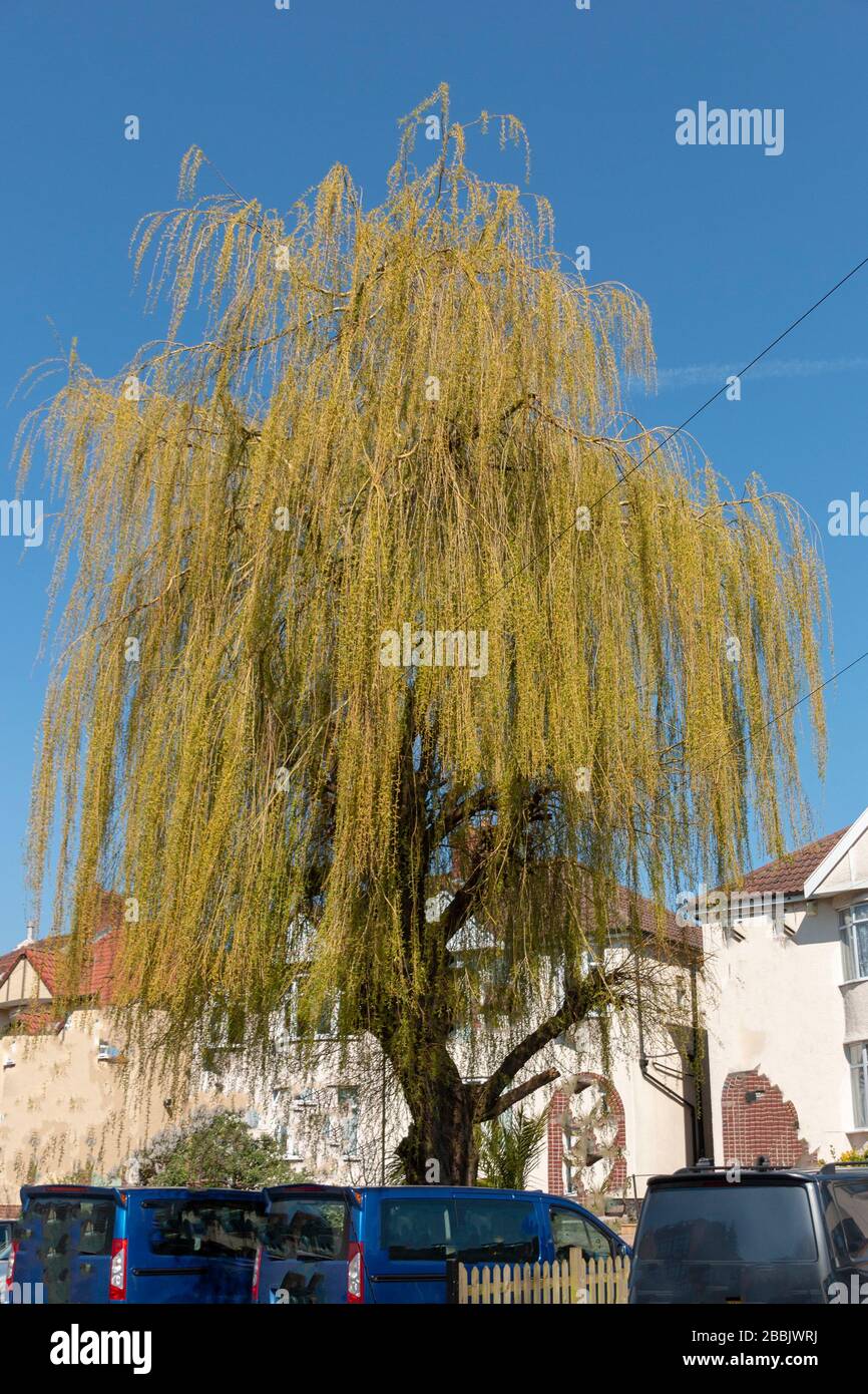 Close up weeping willow tree hi-res stock photography and images - Alamy