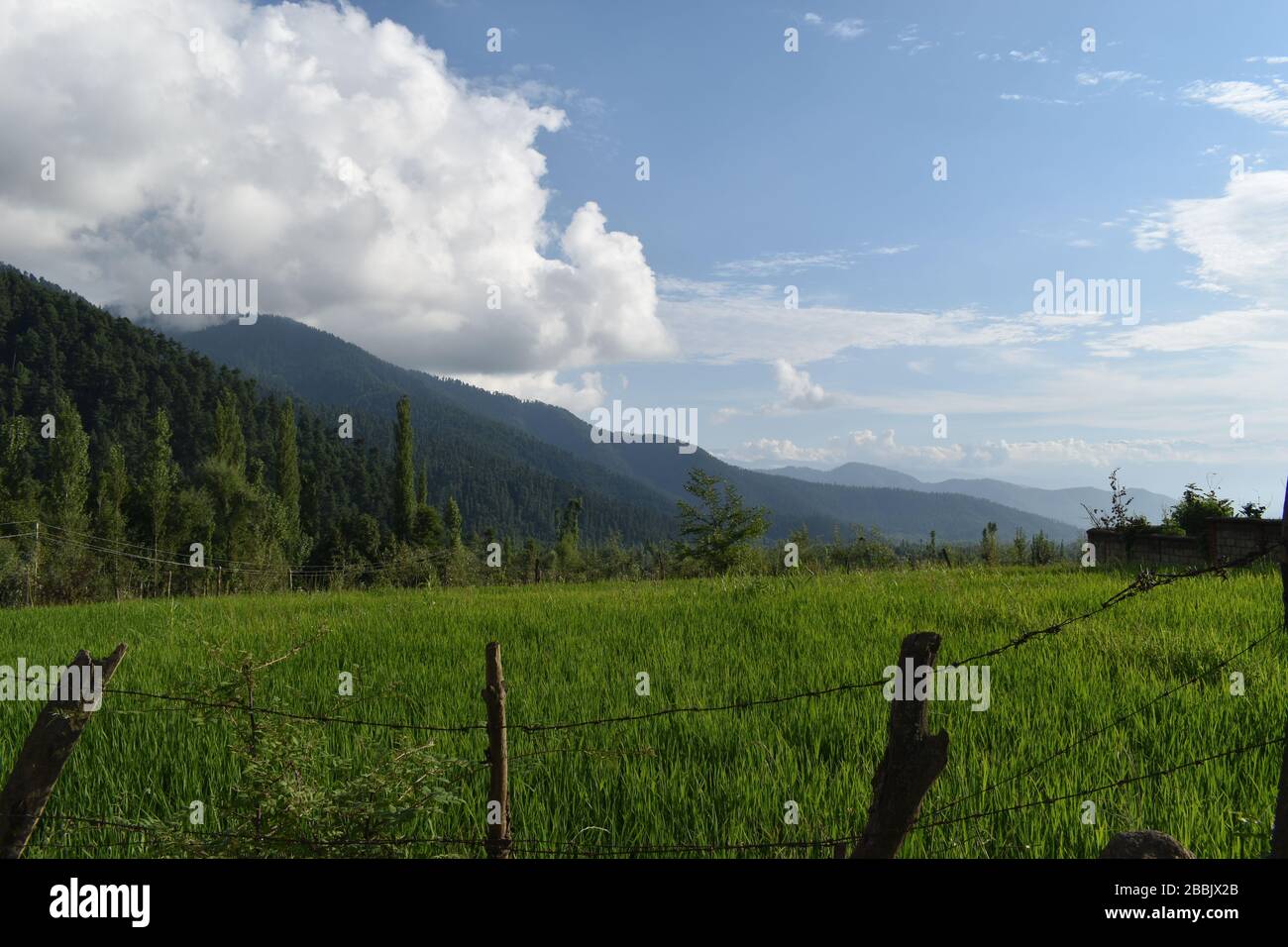 Kashmir willow tree hi-res stock photography and images - Alamy