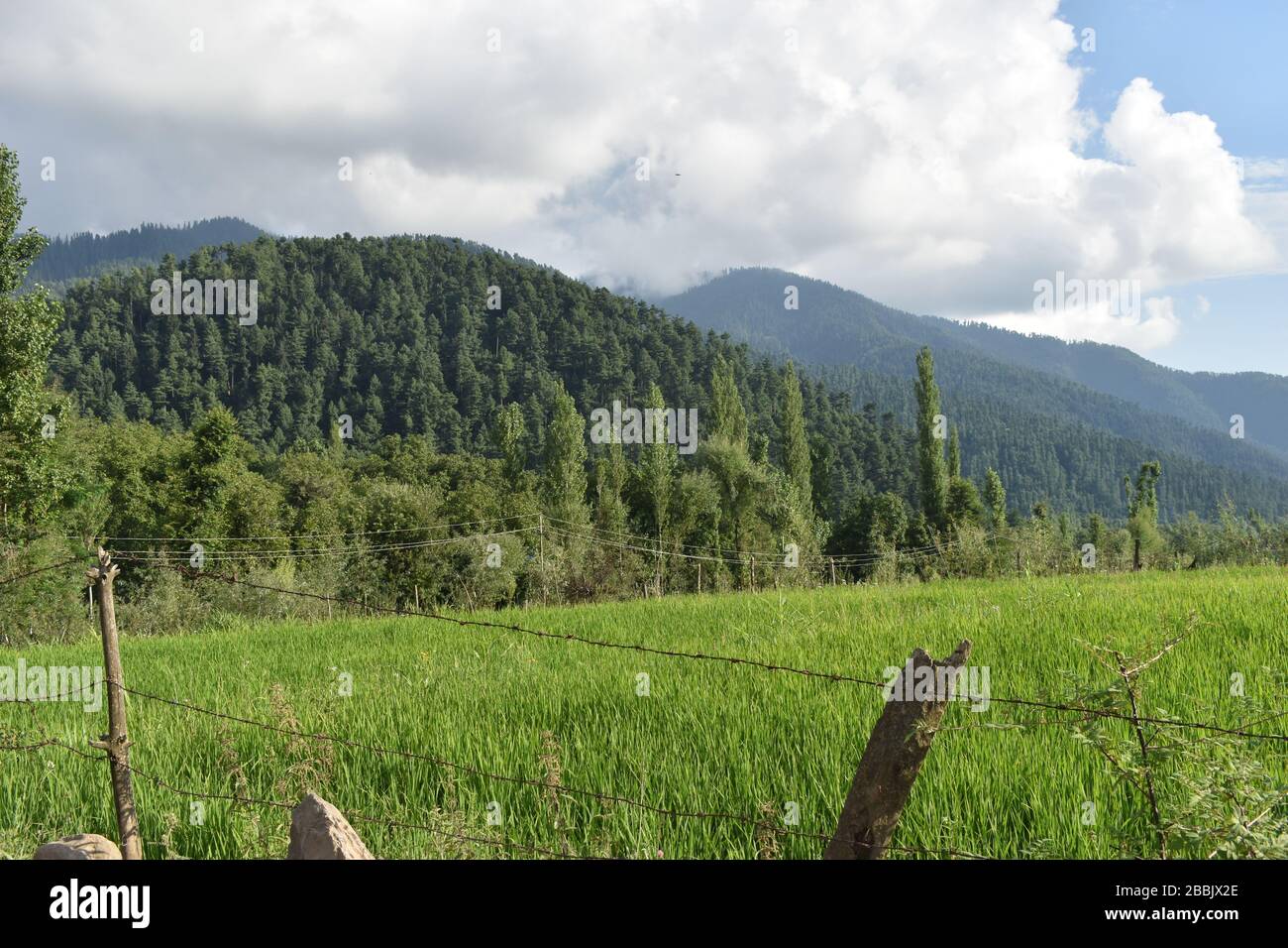 Kashmir willow tree hi-res stock photography and images - Alamy