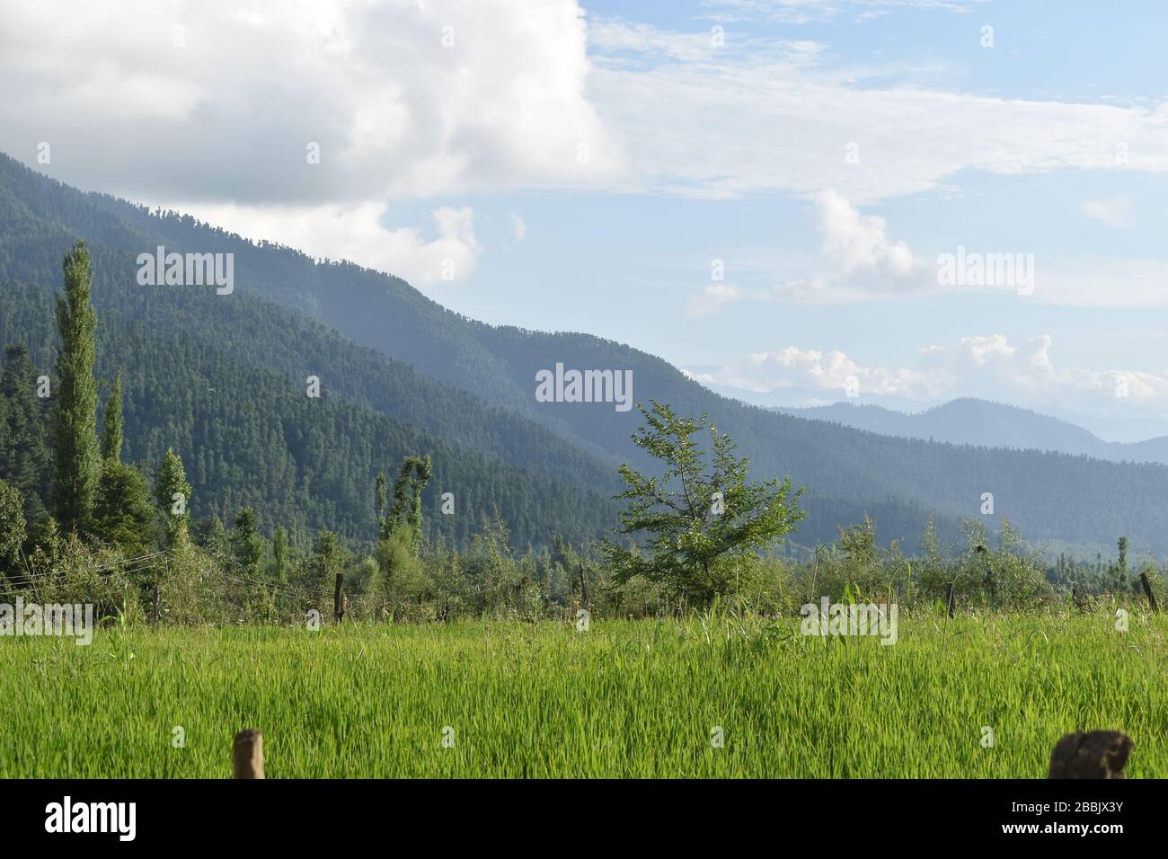 Kashmir willow tree hi-res stock photography and images - Alamy