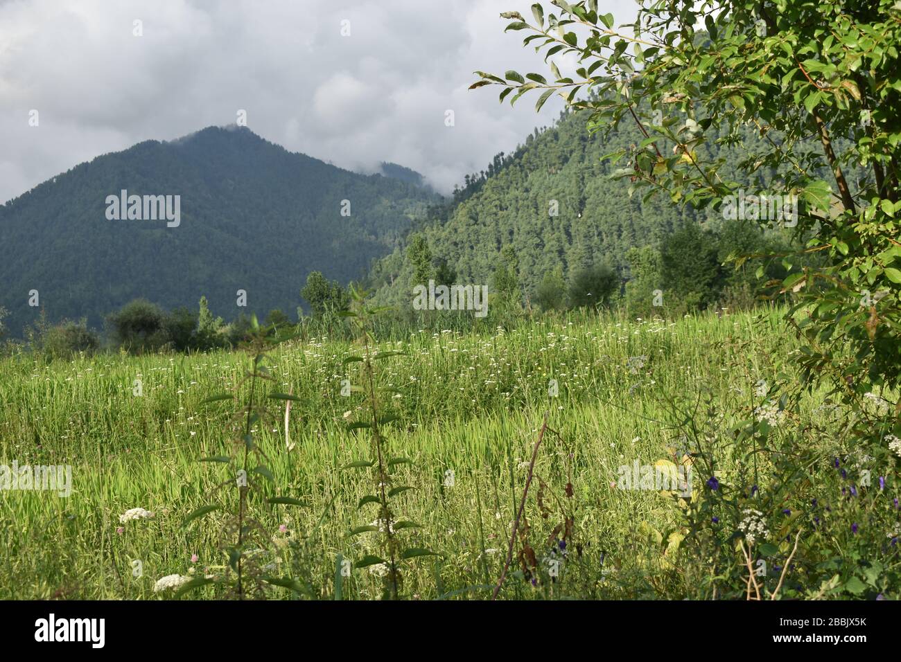 Kashmir willow tree hi-res stock photography and images - Alamy