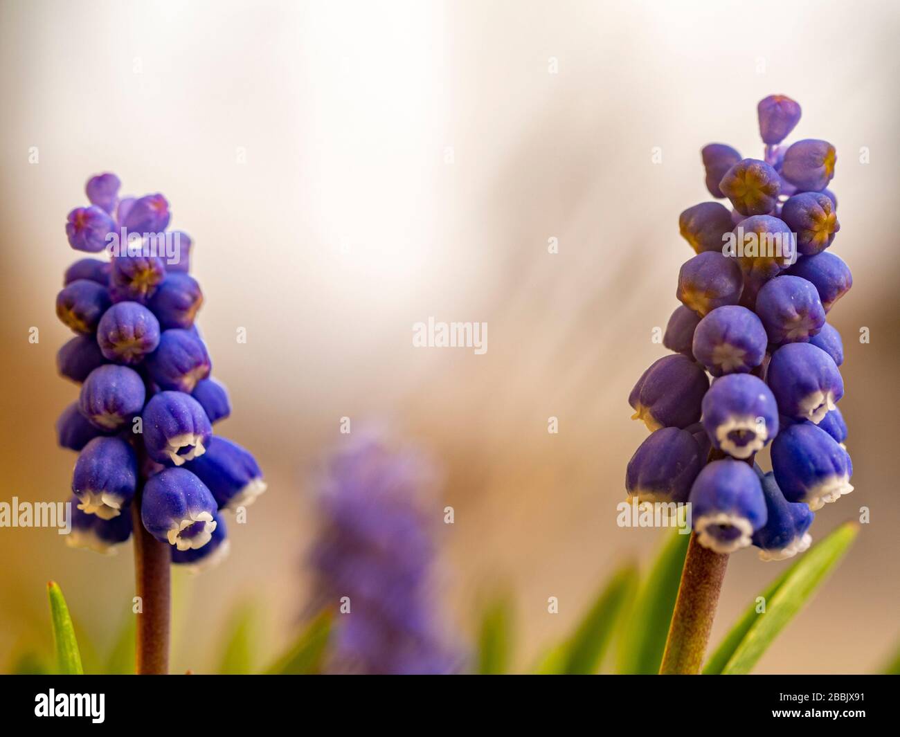 Interesting blue small flowers Stock Photo - Alamy