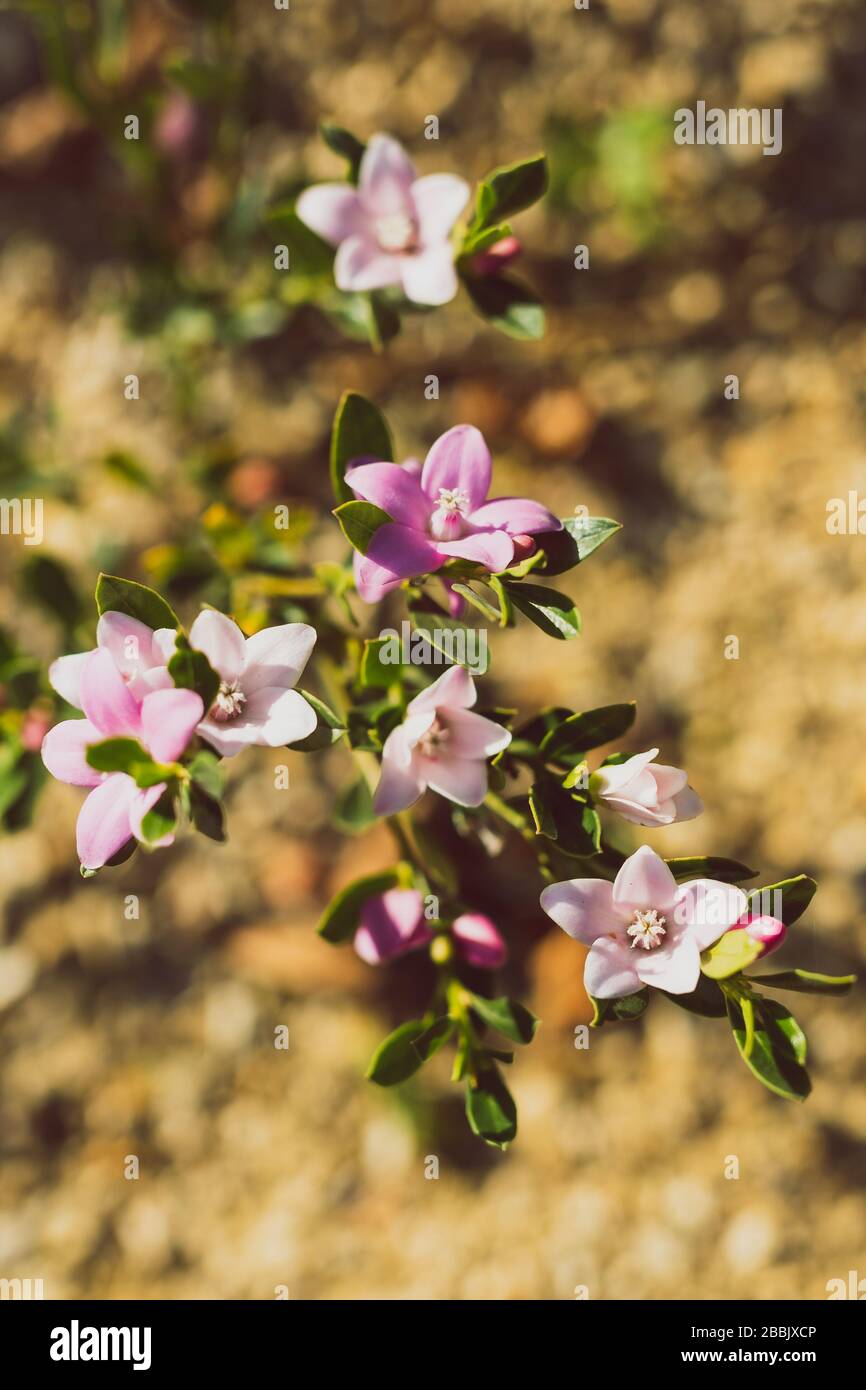 native Australian crowea plant with pink flowers outdoor in sunny ...