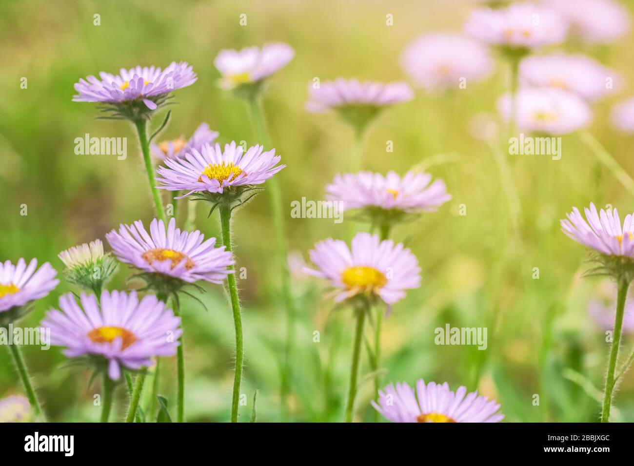 Close up of blooming seaside daisies, Erigeron glaucus, at Point Lobos ...