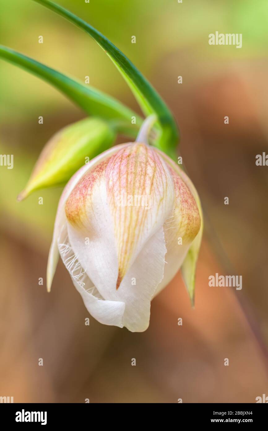 Close up at a white globe lily, Calochortus albus, Point Lobos State ...