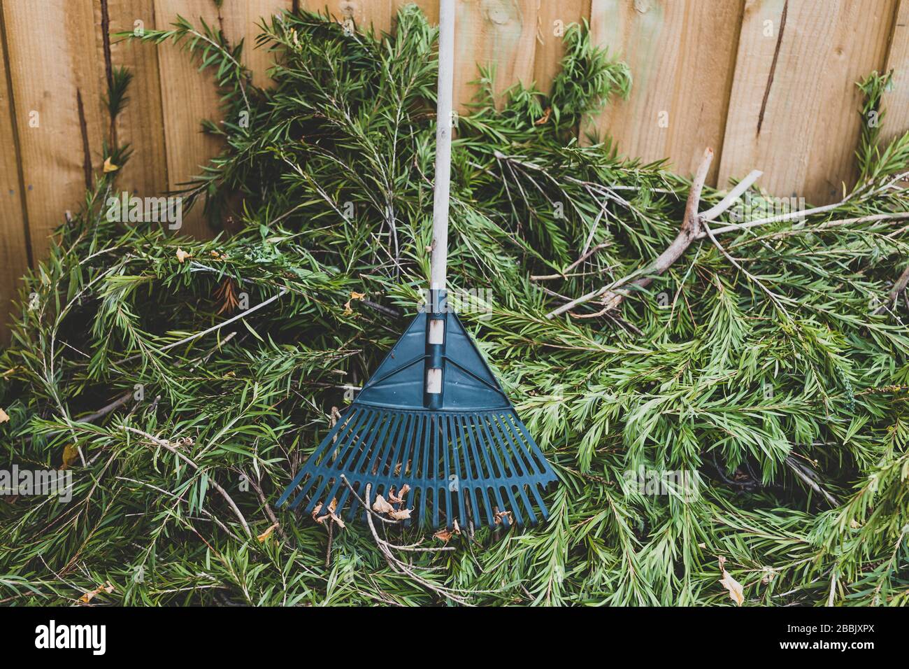 rake next to pile of chopped green branches from a callistemon tree ...