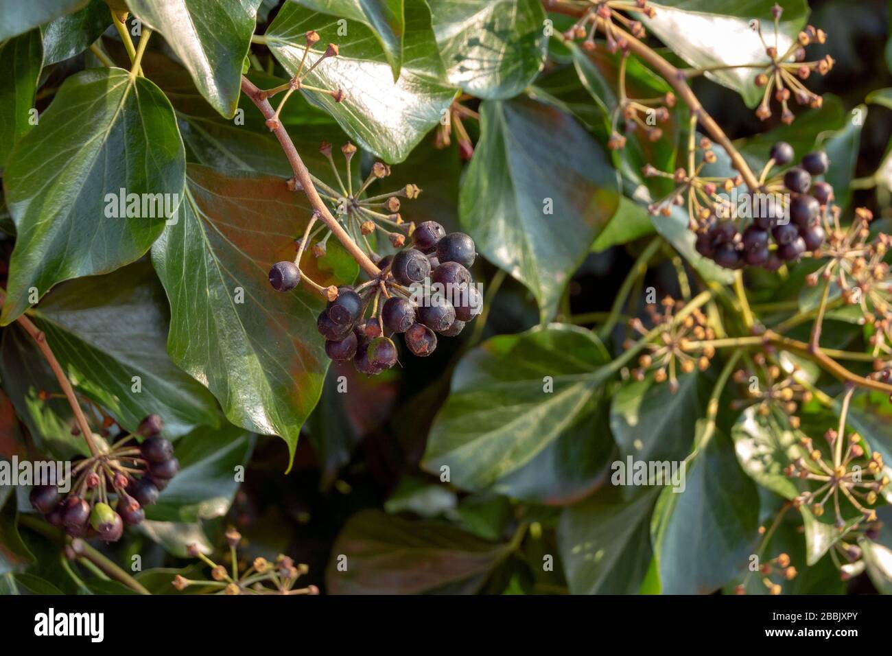 a close up view of plants with small black berry on in clusters growing ...
