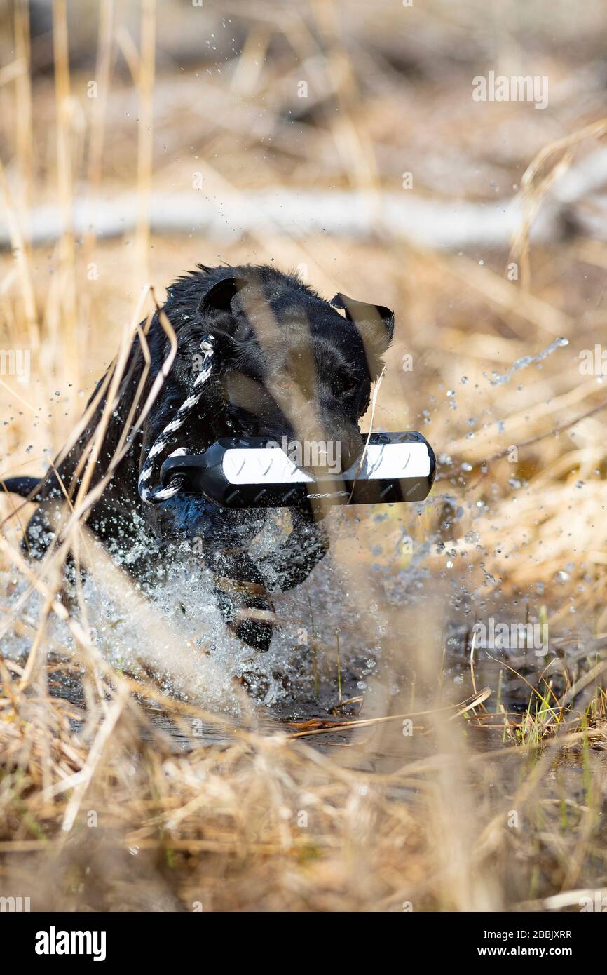 A Black Labrador Retriever training on a spring day Stock Photo - Alamy
