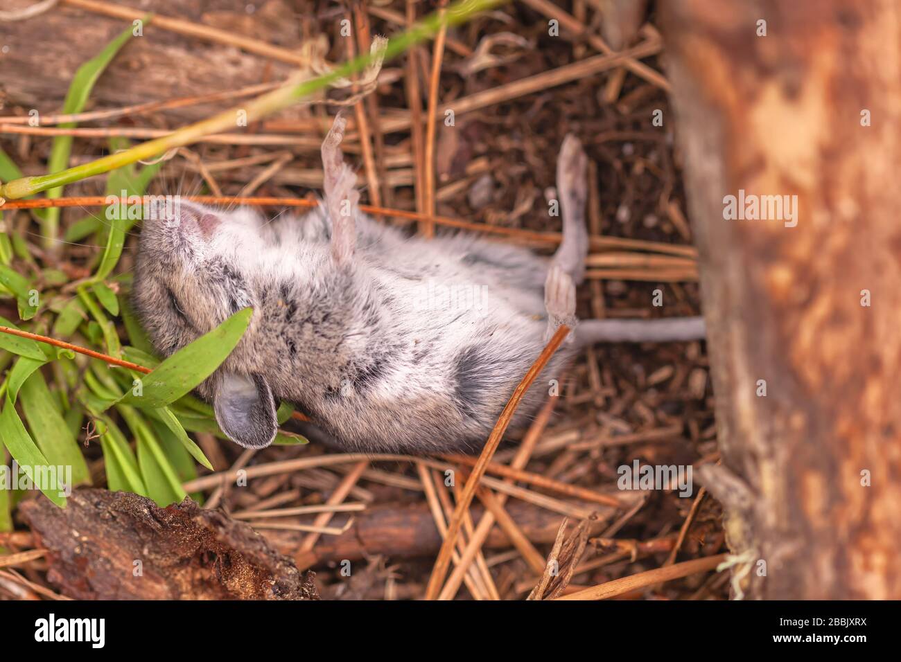 Carcass of a dusky-footed woodrat, Neotoma fuscipes, Point Lobos State ...