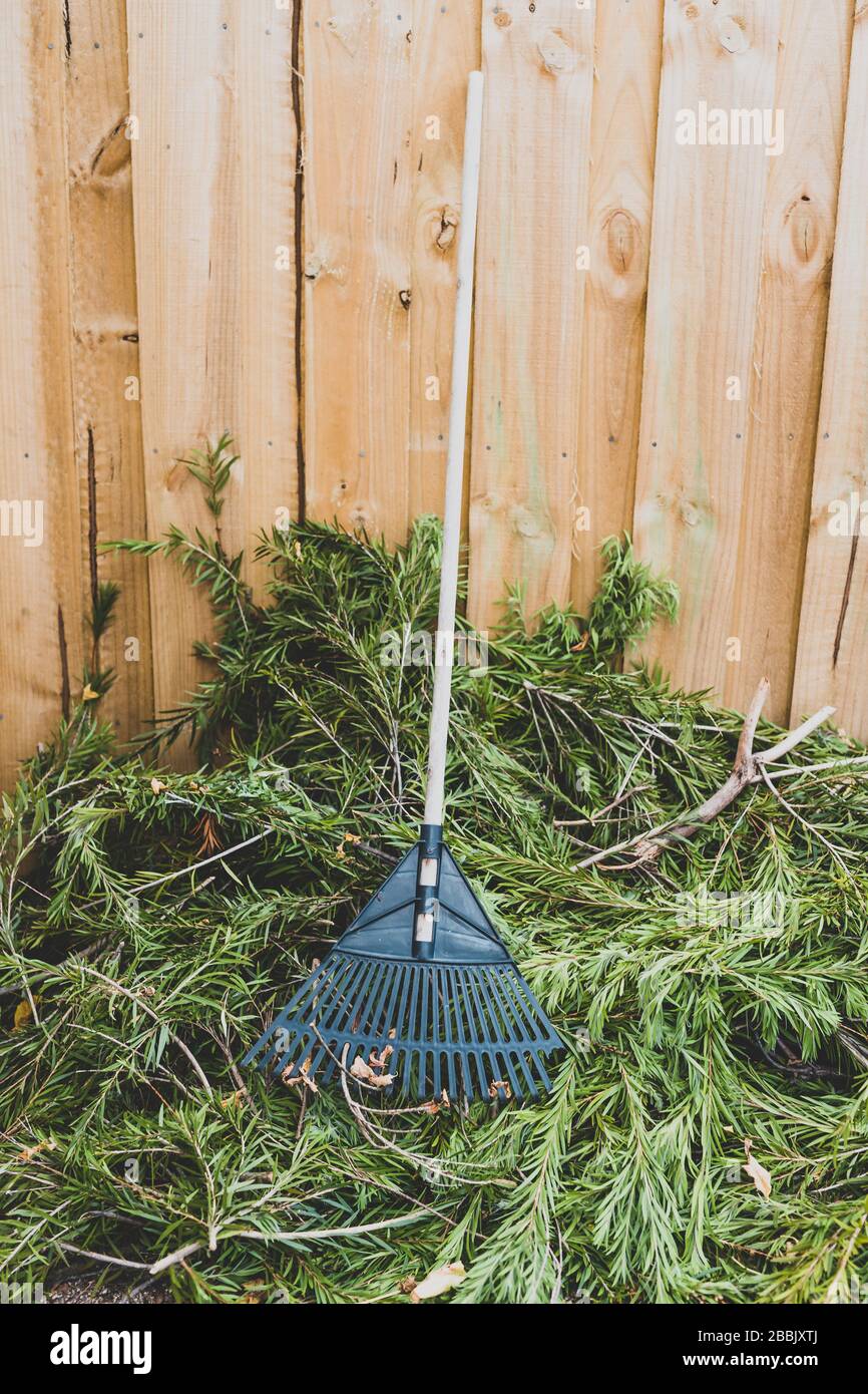 rake next to pile of chopped green branches from a callistemon tree ...