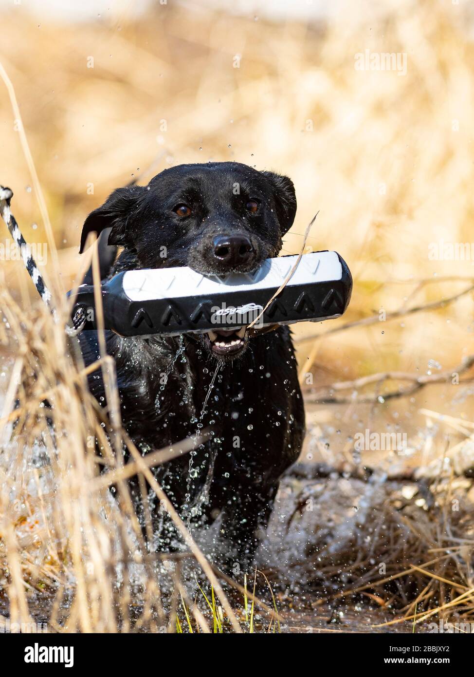 A Black Labrador Retriever training on a spring day Stock Photo - Alamy