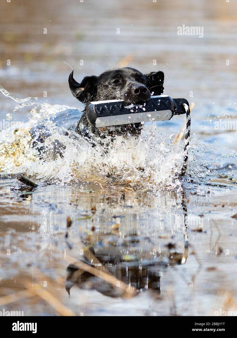 Spring bumper hi-res stock photography and images - Alamy