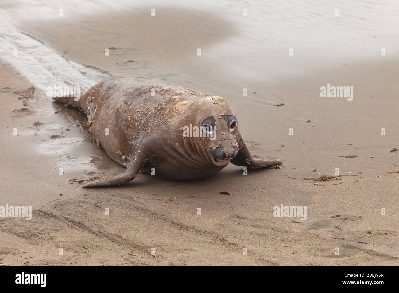 Molting young northern elephant seal Mirounga angustirostris, San ...