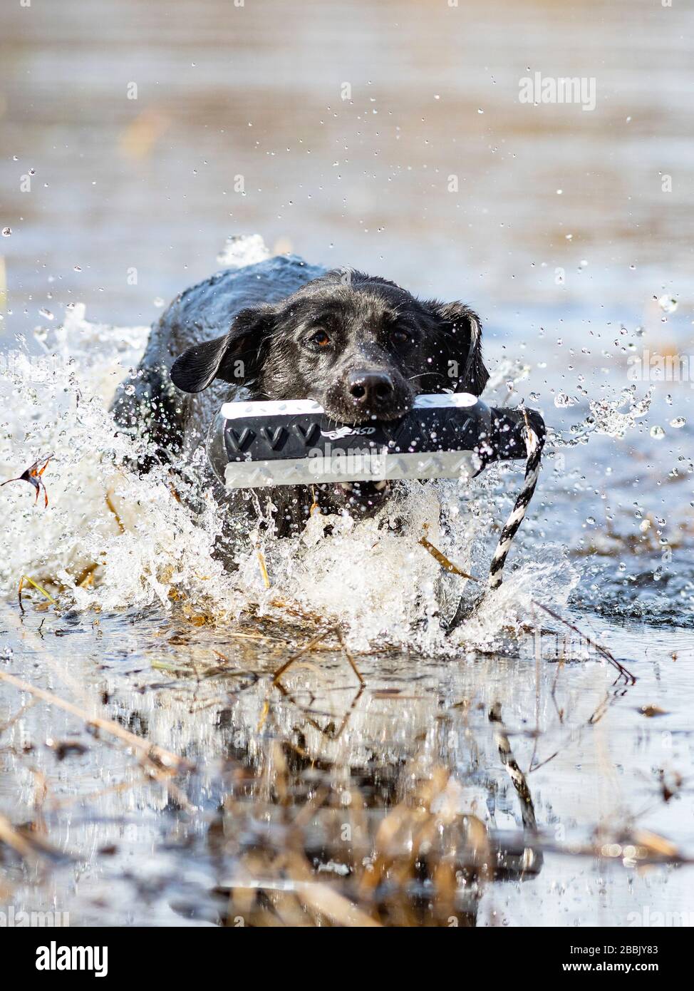 A Black Labrador Retriever with a training bumper on a spring day Stock ...