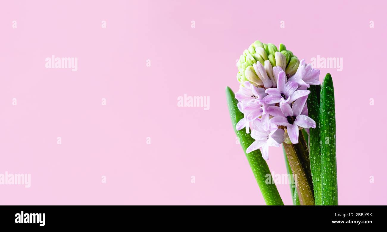 Fresh blooming hyacinth flower on pink pastel background. Horizontal ...