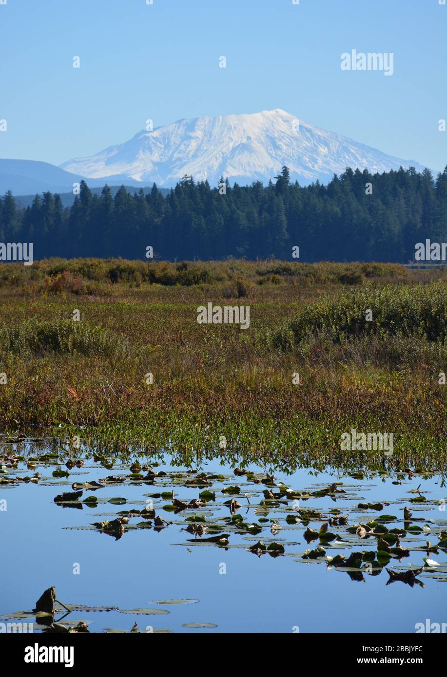 View of snow-capped Mt St Helens in October, taken from Silver Lake ...