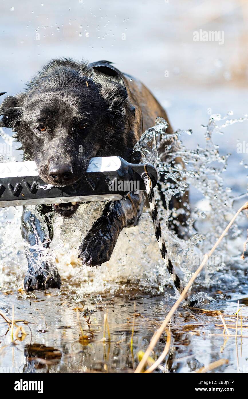 A Black Labrador Retriever with a training bumper on a spring day Stock ...