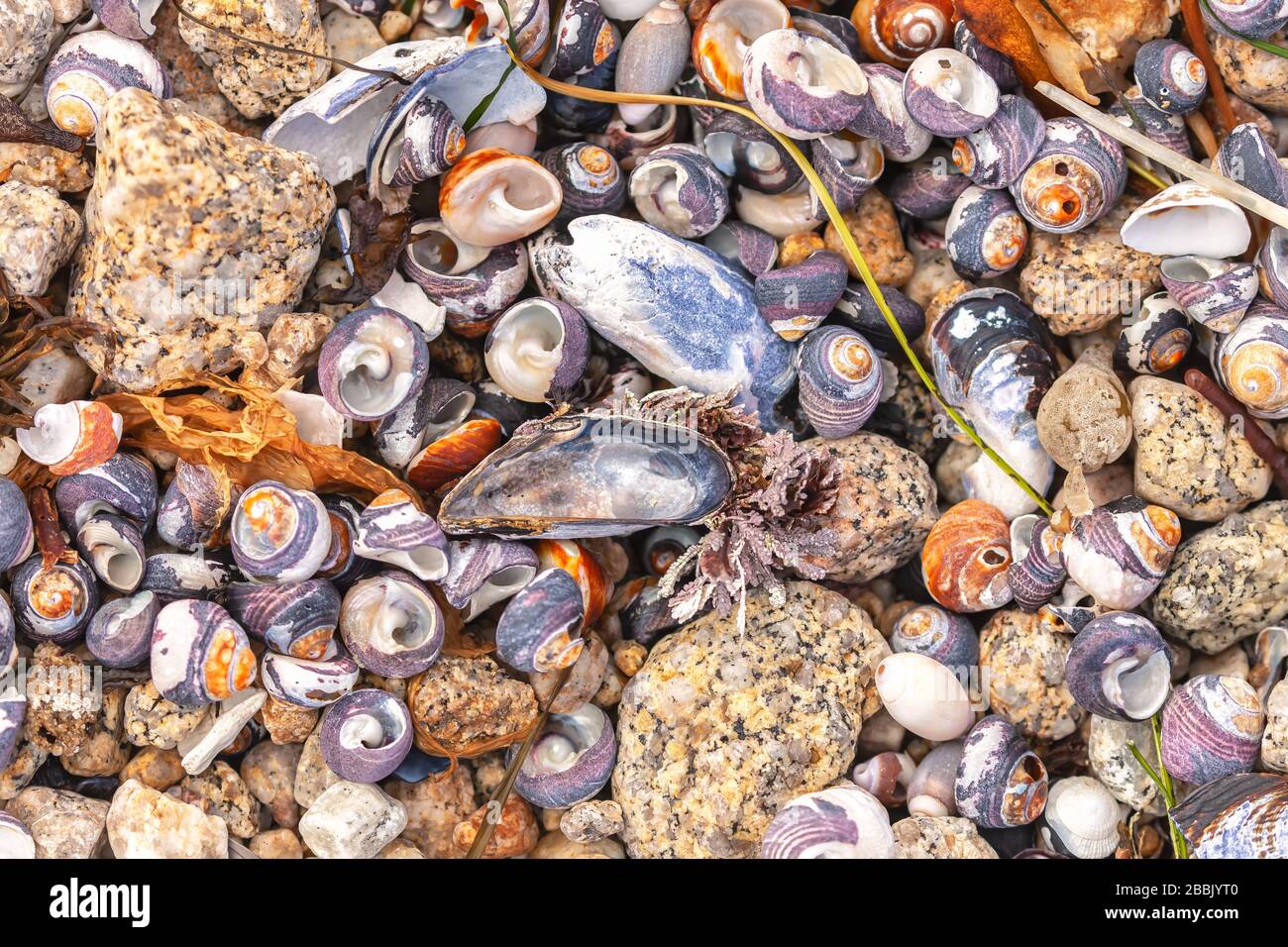 Tegula shells hi-res stock photography and images - Alamy