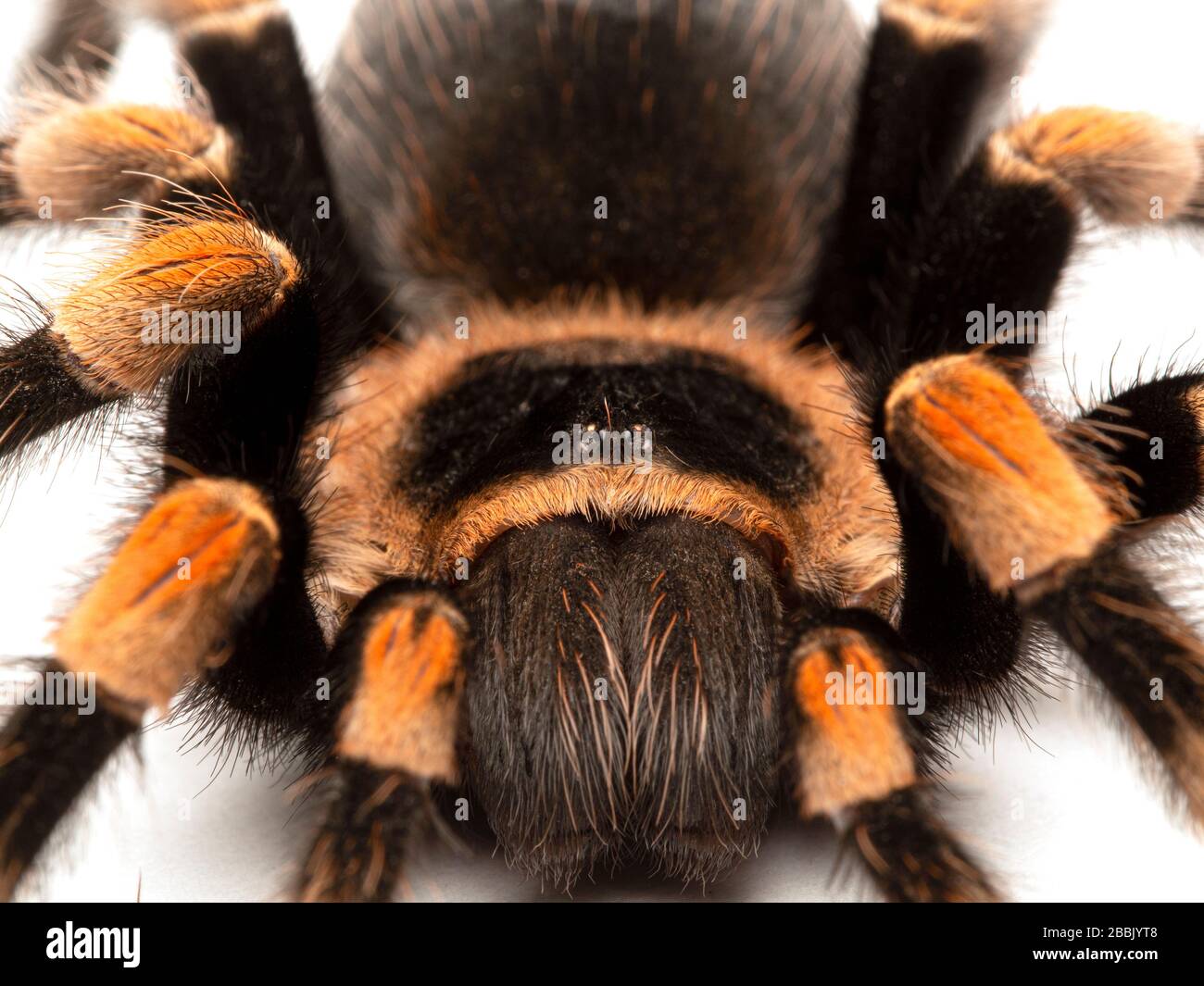 Close-up of the "face" of a colourful subadult female Mexican orangeknee tarantula (Brachypelma ...
