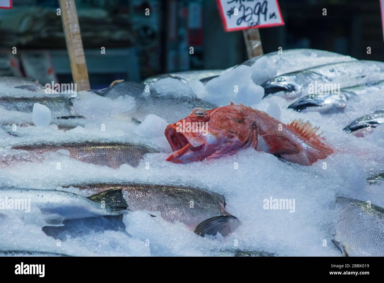 A fresh red fish in a fish market Stock Photo - Alamy