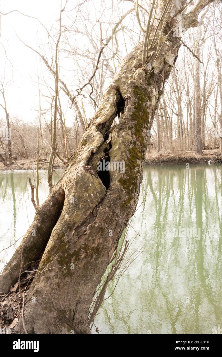 Divi creek hi-res stock photography and images - Alamy