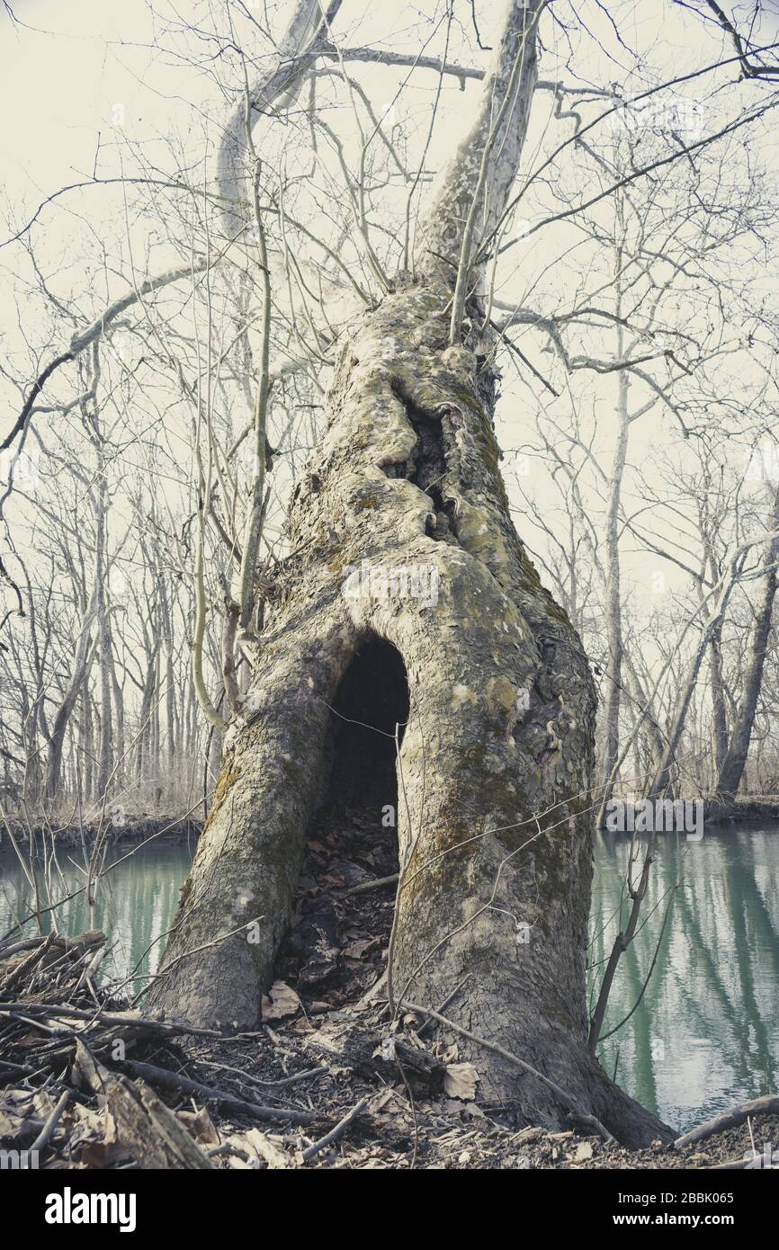 Creek tree hi-res stock photography and images - Alamy