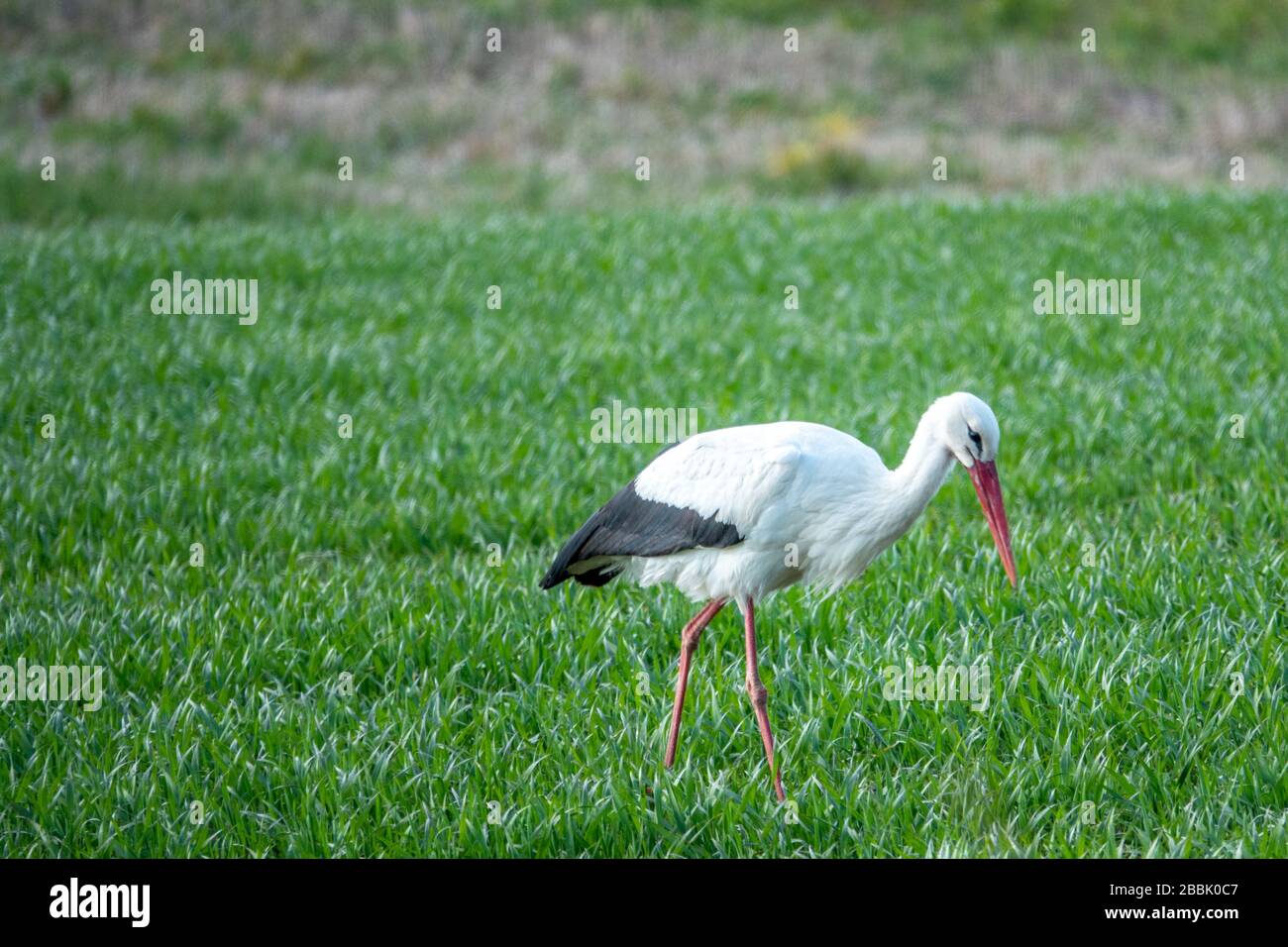 a stork walks across a green meadow and looks for food Stock Photo - Alamy