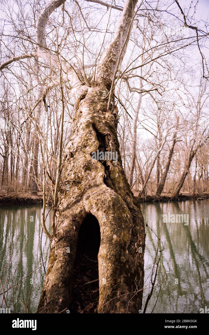 creek tree holds memories Stock Photo - Alamy