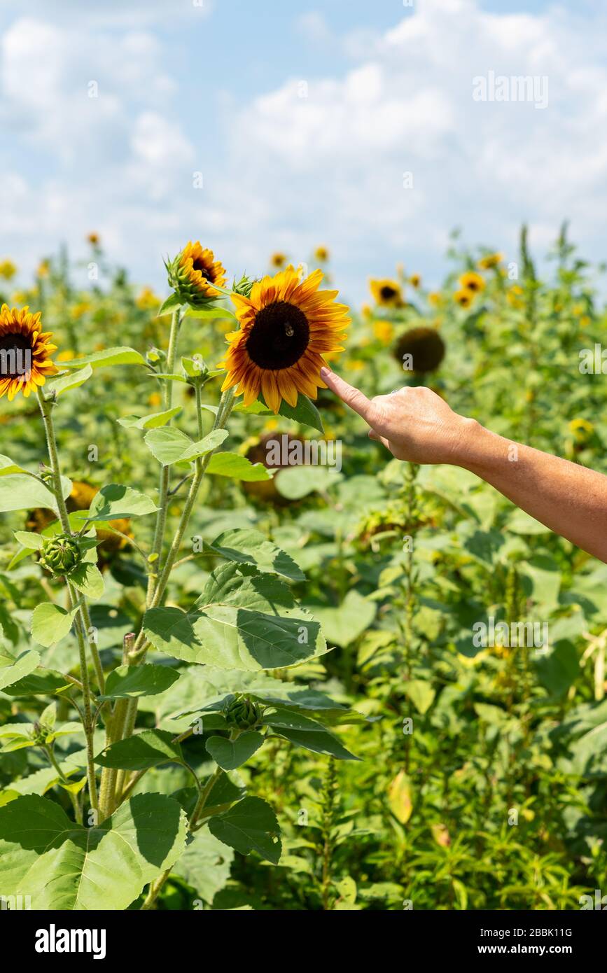 Sunflowerfarm hi-res stock photography and images - Alamy