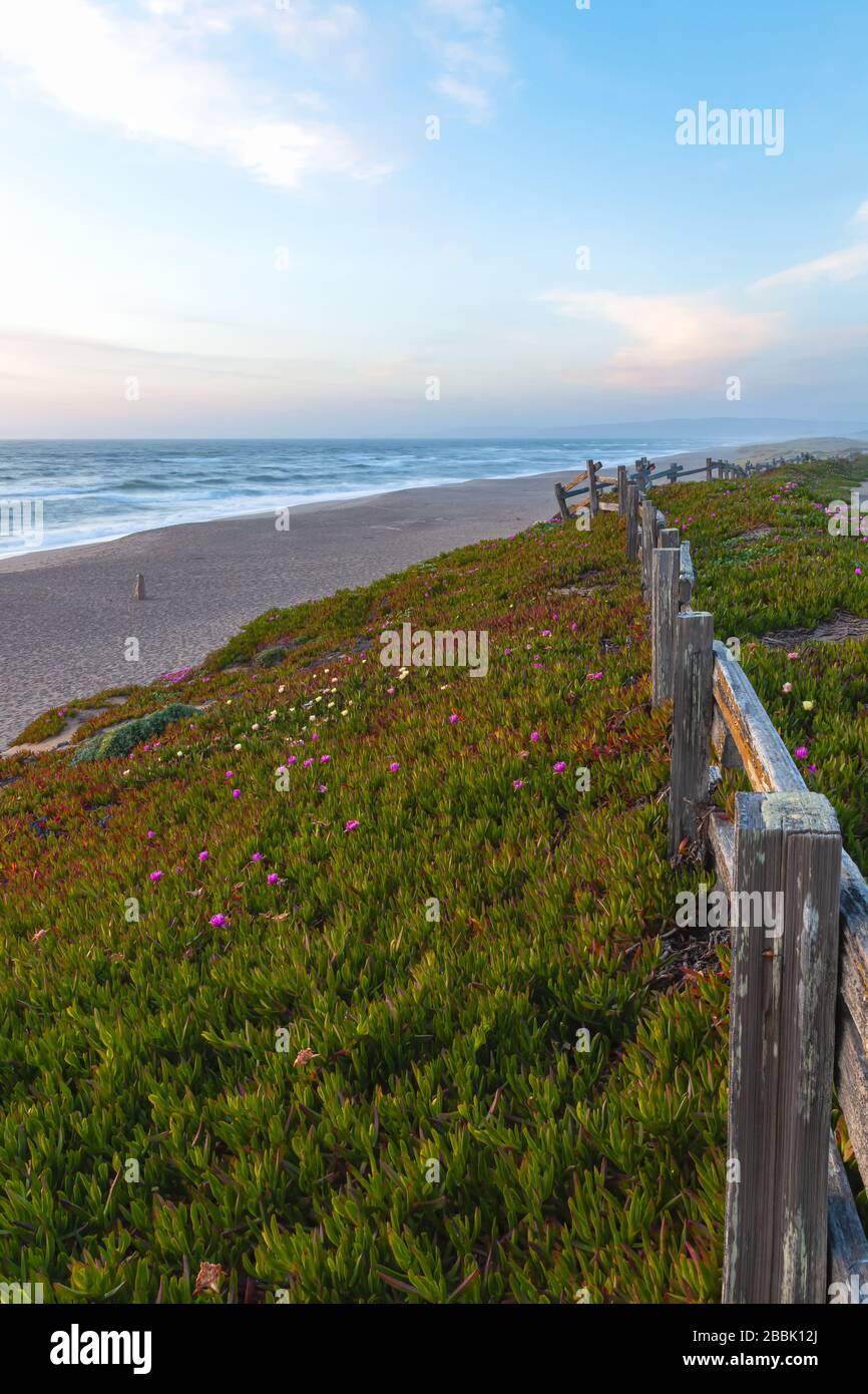 Sea fig hi-res stock photography and images - Alamy