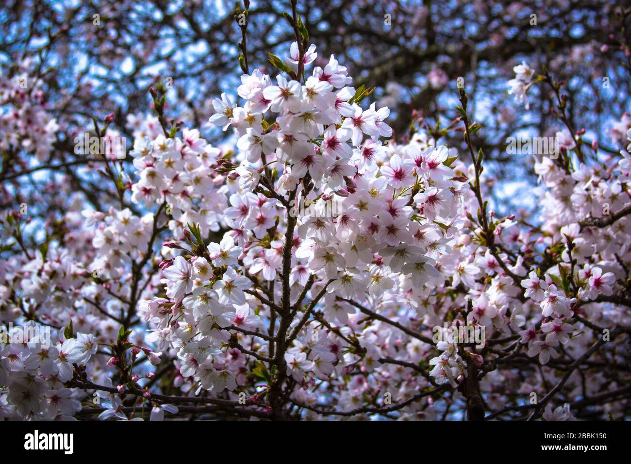 Light pink cherry blossoms blooming in the sunshine Stock Photo - Alamy