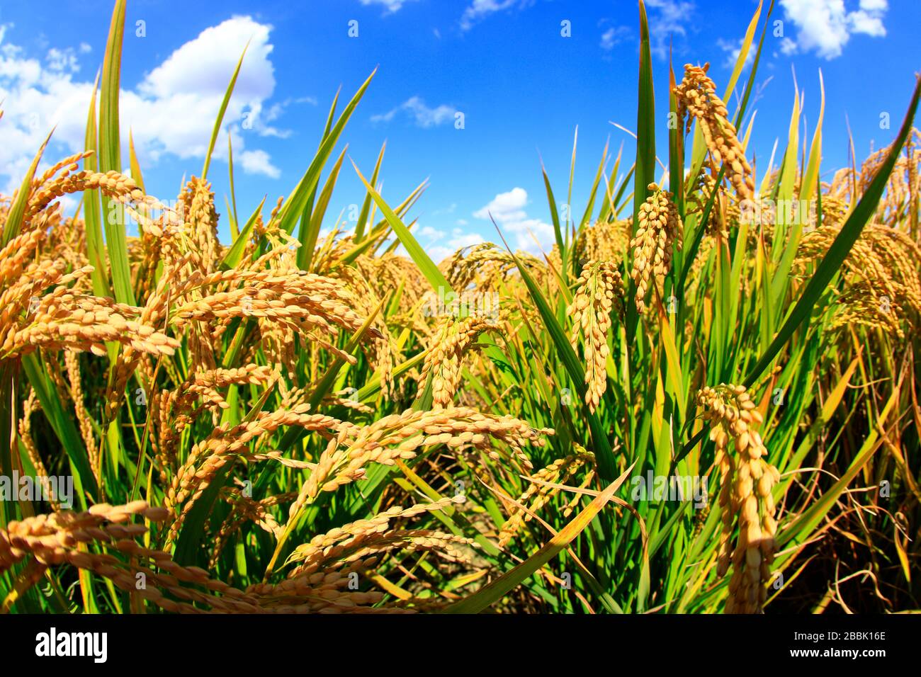 Mature rice in rice field, under the blue sky white clouds Stock Photo ...