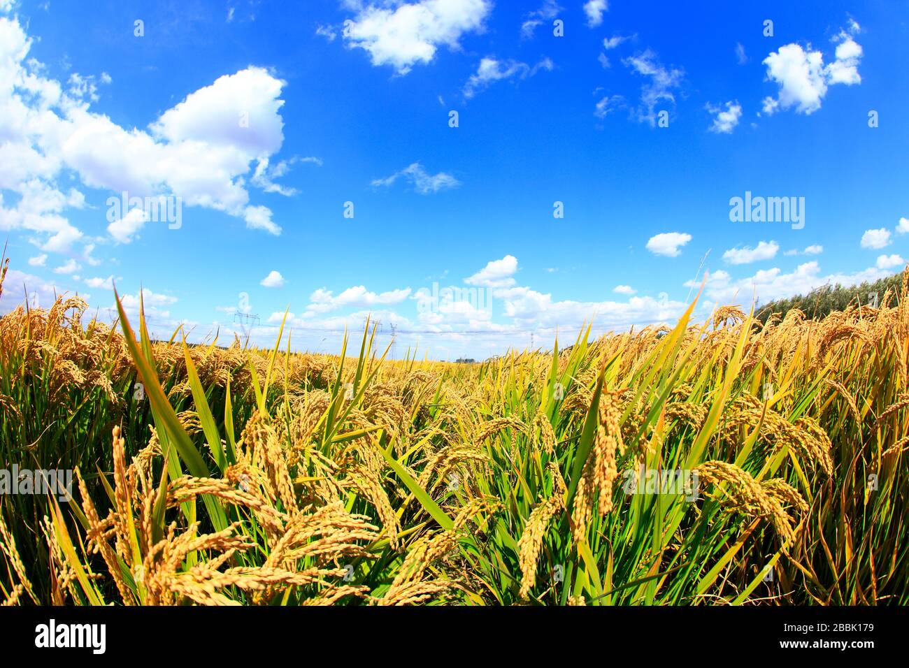 Mature rice in rice field, under the blue sky white clouds Stock Photo ...