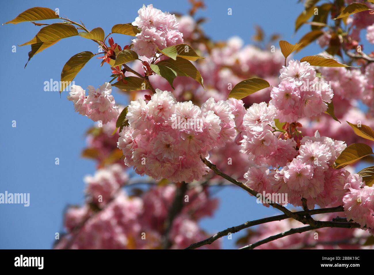 Toronto sakura hi-res stock photography and images - Alamy