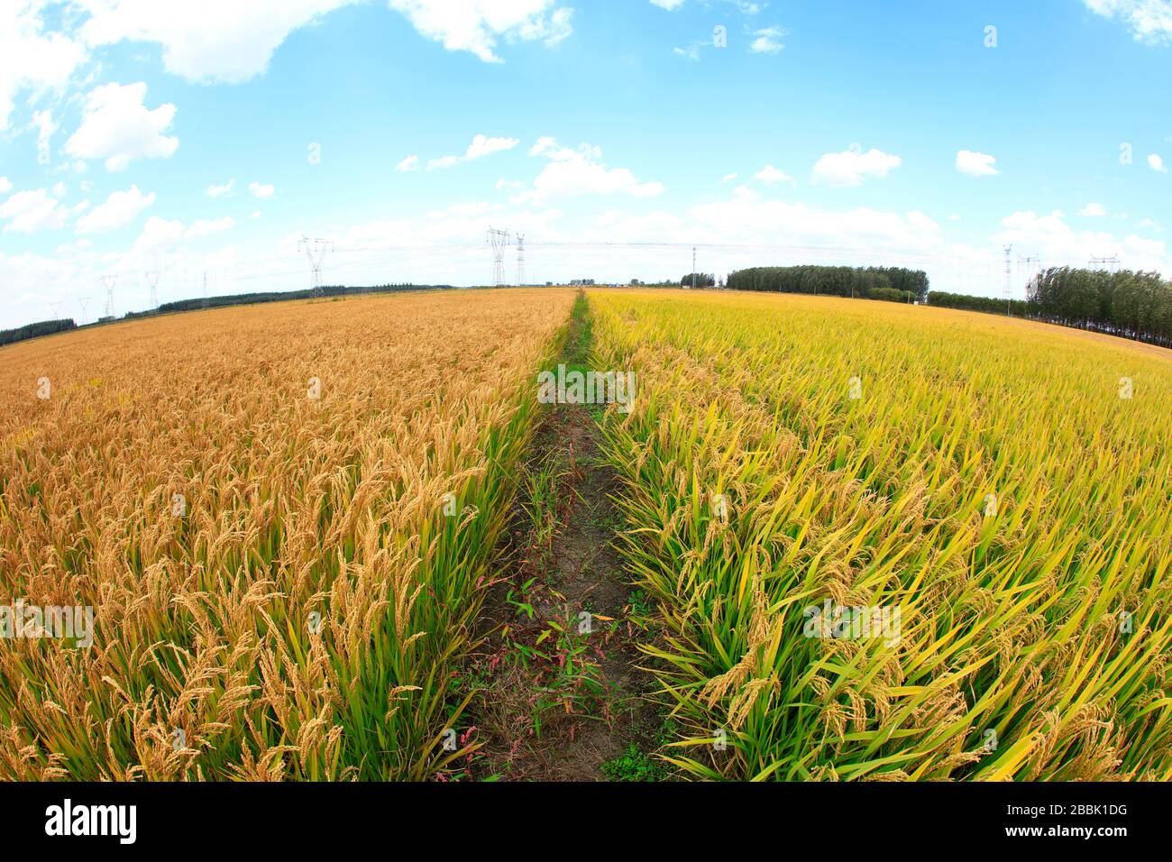 Mature rice in rice field, under the blue sky white clouds Stock Photo ...